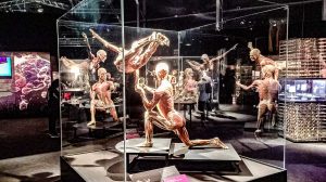 Body Worlds, this is what a visit to the human body exhibition is like.